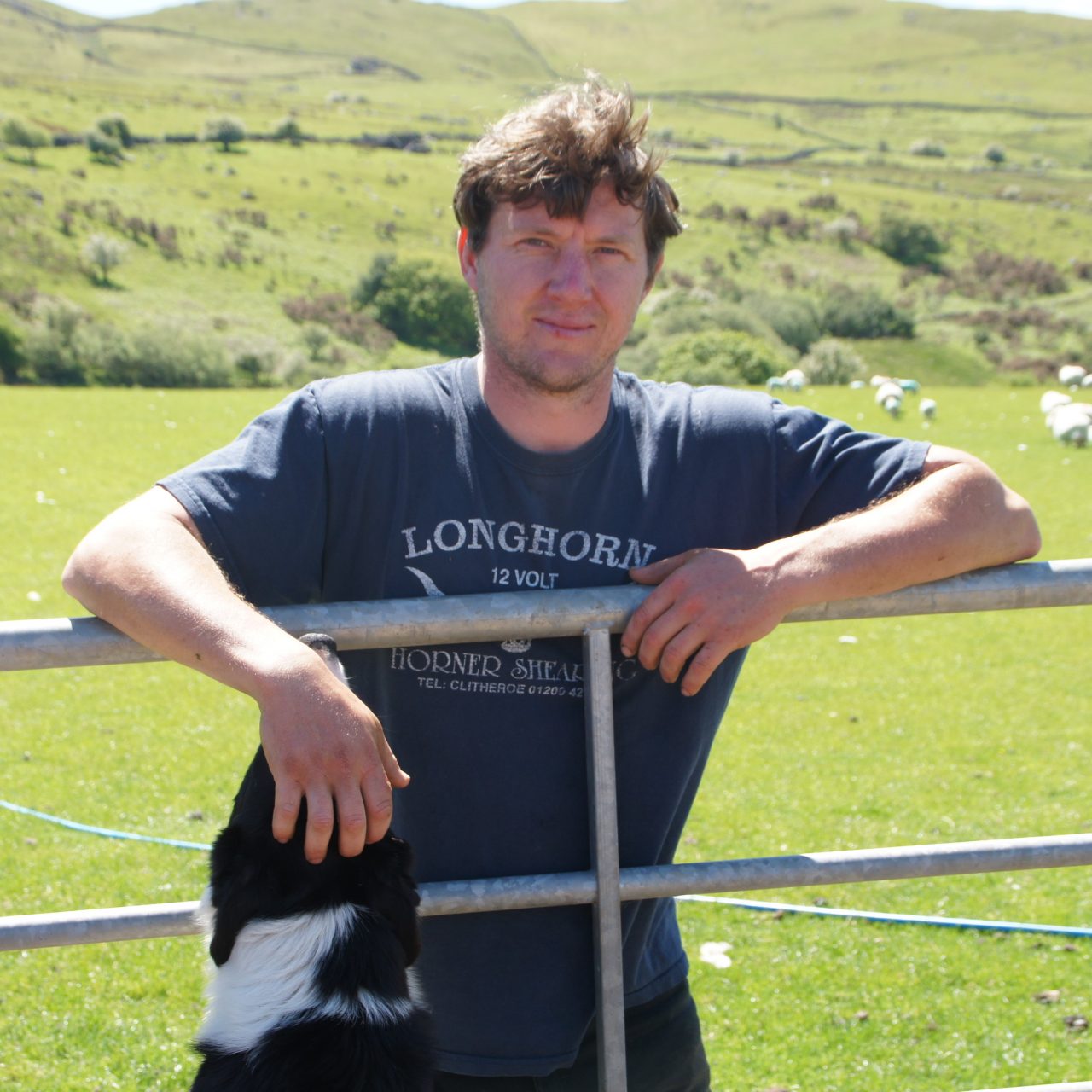 Welsh Sheep, Crossbred Sheep Breeds, Sheep For Sale, Sheep Breeders